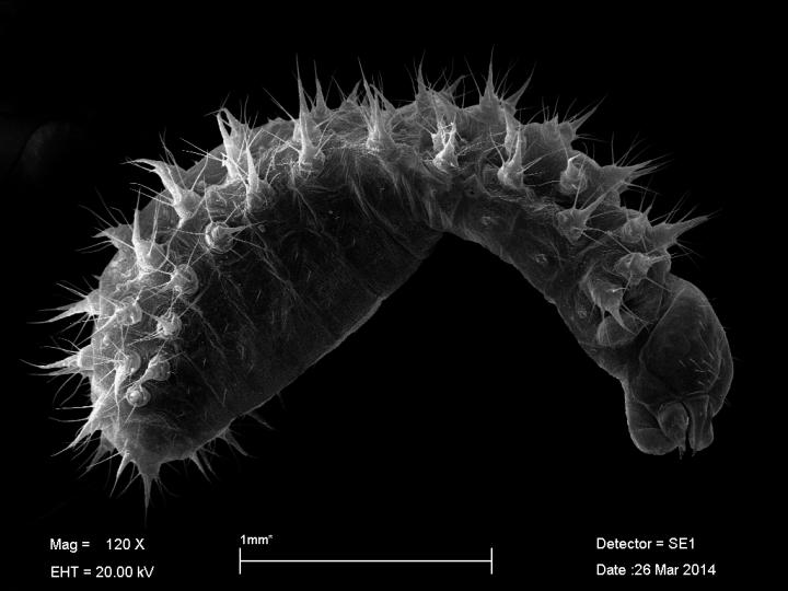 Profile of Trap-Jaw Ant Larva [IMAGE] | EurekAlert! Science News Releases