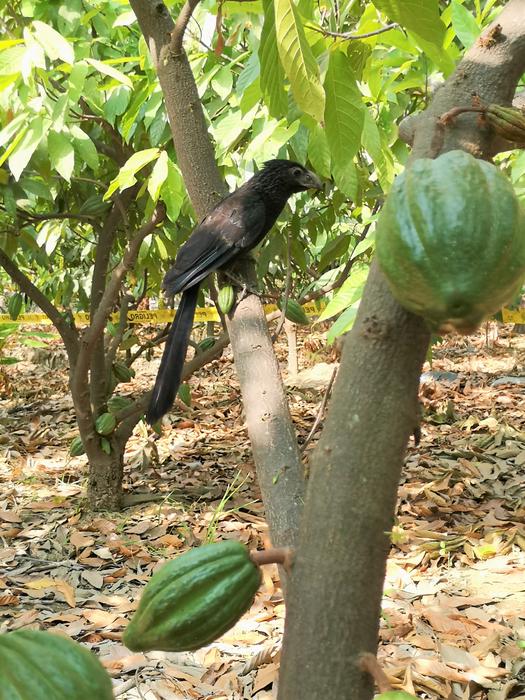 Bird in a cacao tree [IMAGE] | EurekAlert! Science News Releases