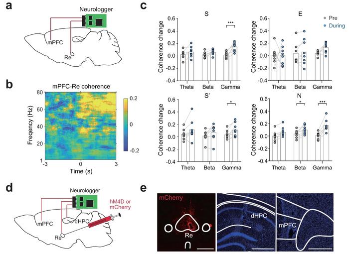 Re mediates mPFC-Re neural syn [IMAGE] | EurekAlert! Science News Releases