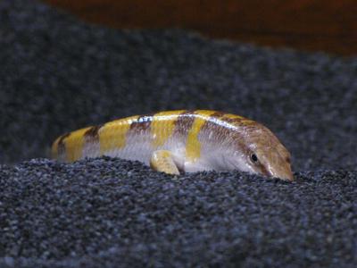 Swimming Through Sand (5 of 7) | EurekAlert!