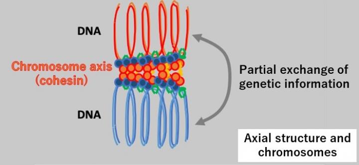 Chromosome axis structure for [IMAGE] | EurekAlert! Science News Releases