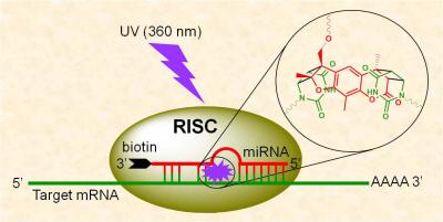 miR-TRAP [IMAGE] | EurekAlert! Science News Releases