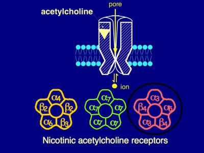 'The Skinny' on Nicotine and W [IMAGE] | EurekAlert! Science News Releases
