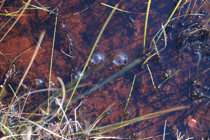Iron content in Arctic soils [IMAGE] | EurekAlert! Science News Releases