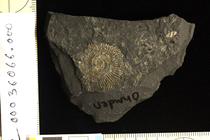 Golden ammonite [IMAGE] | EurekAlert! Science News Releases