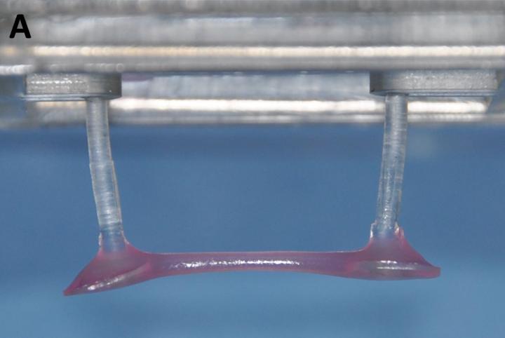 Engineered Heart Tissue Patches Up the Failin | EurekAlert!