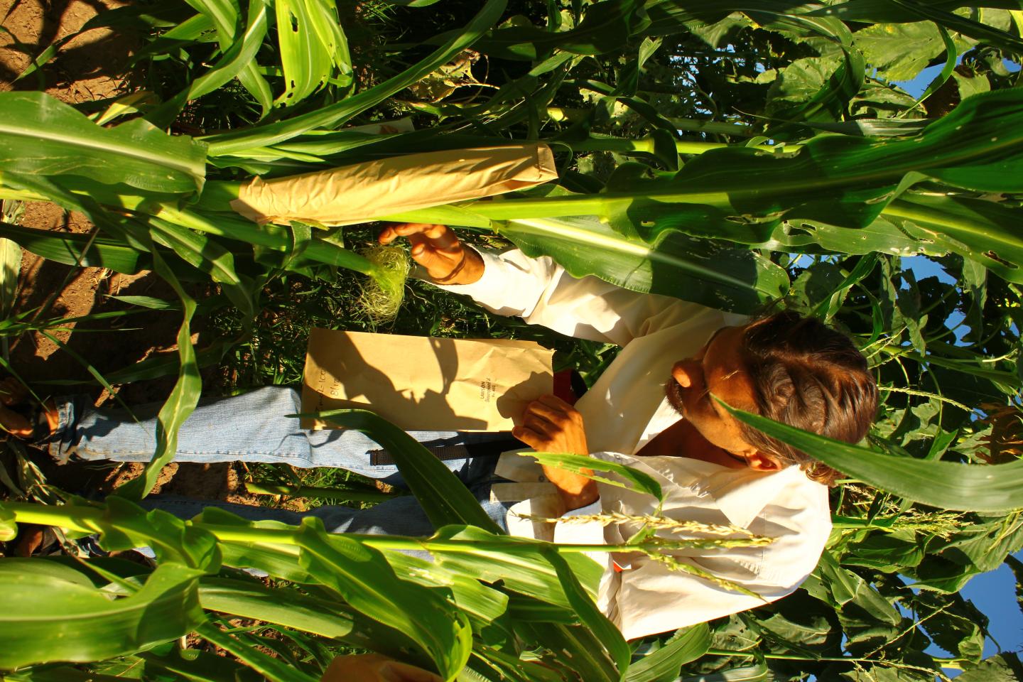 Farmers Selected Maize for Agricultural Use a | EurekAlert!