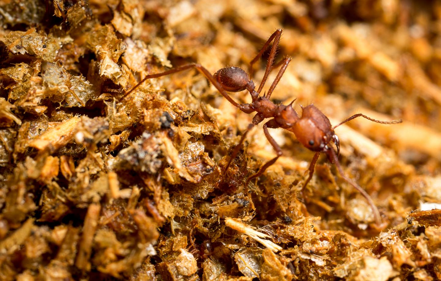 Leaf-Cutter Ant [IMAGE] | EurekAlert! Science News Releases