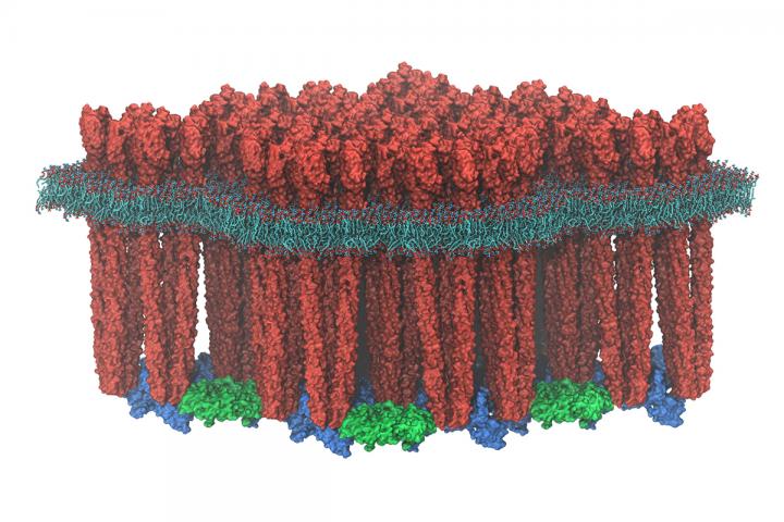 Bacterial Chemotaxis [IMAGE] | EurekAlert! Science News Releases