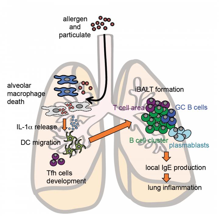 Interleukin-1α causes people to choke on | EurekAlert!