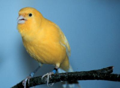 Young Male Canary [IMAGE] | EurekAlert! Science News Releases