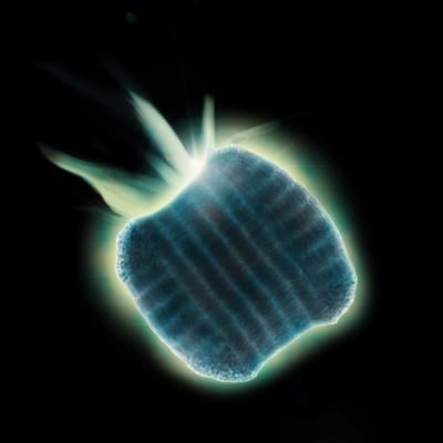 Self-Assembling Super-Crystals [IMAGE] | EurekAlert! Science News Releases