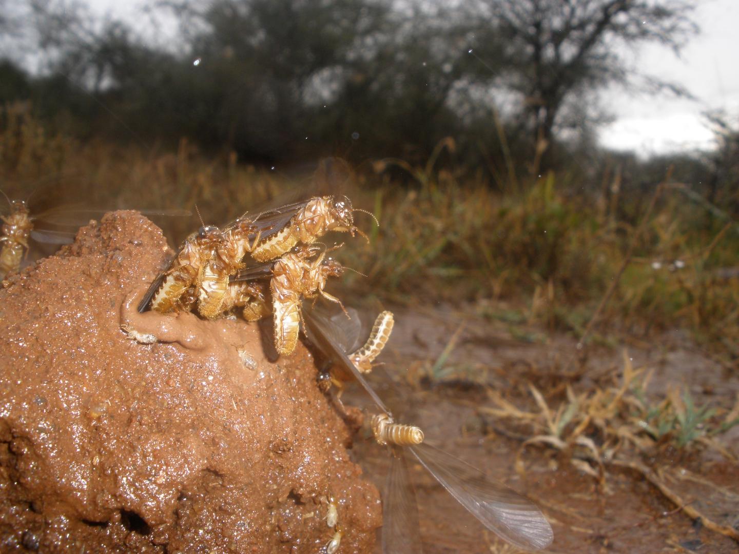 Termite Mounds Lead to 'Islands of Fertility' | EurekAlert!