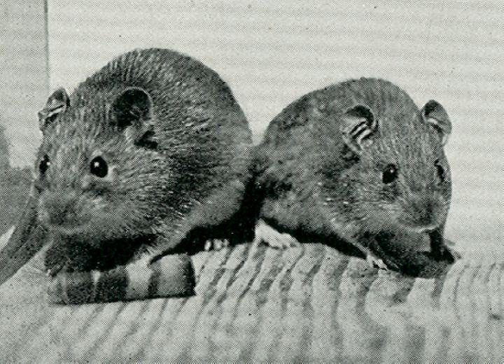 Pacific Rats [IMAGE] | EurekAlert! Science News Releases