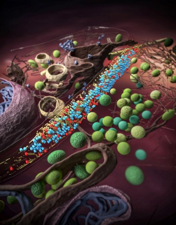 Inhibitory Synapse in 3D [IMAGE] | EurekAlert! Science News Releases