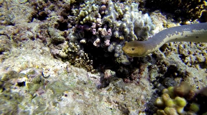 Olive Sea Snake [IMAGE] | EurekAlert! Science News Releases