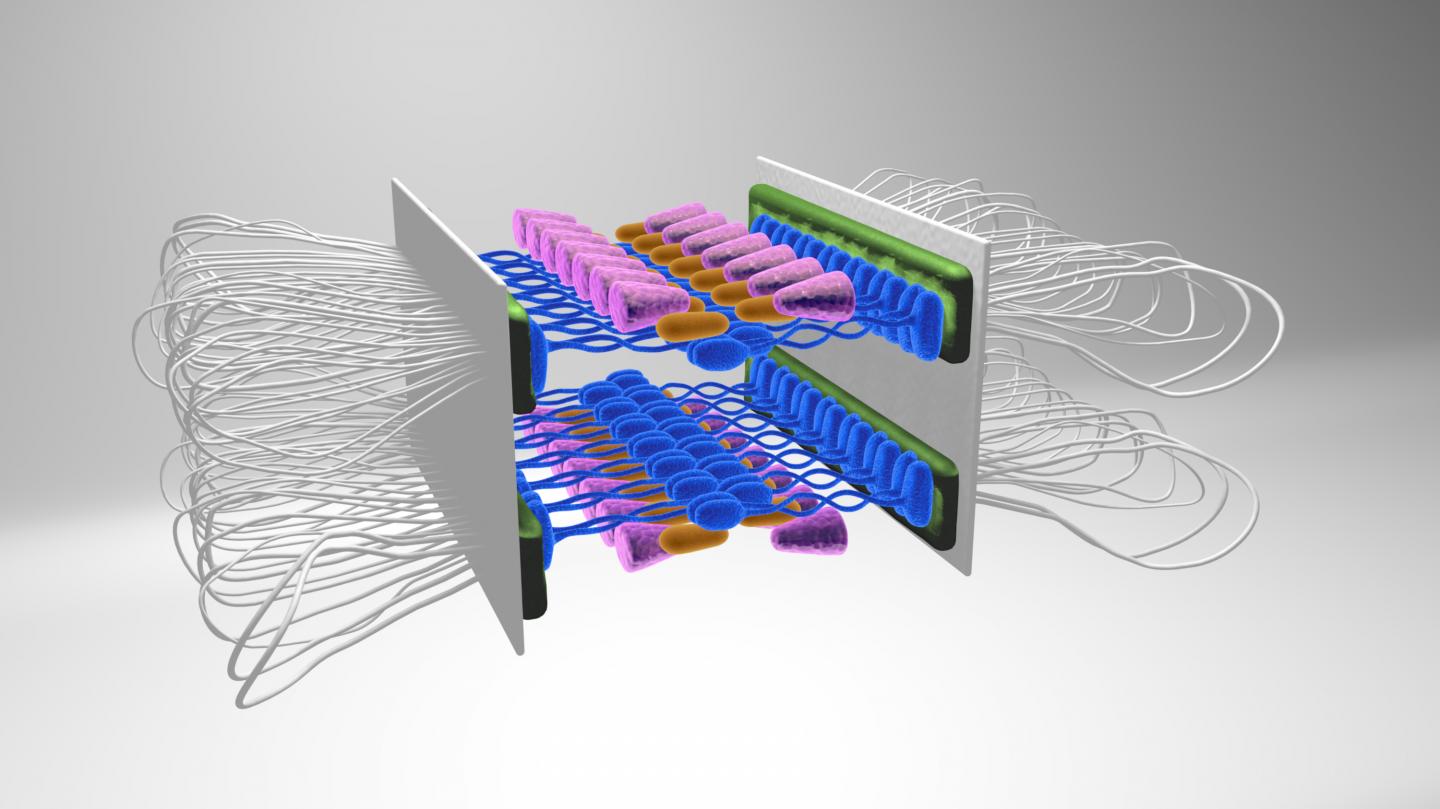 Drosophila Synaptonemal Comple [IMAGE] | EurekAlert! Science News Releases