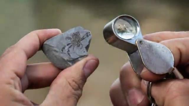 New Fossil Sheds Light on Evolution of Crab F | EurekAlert!