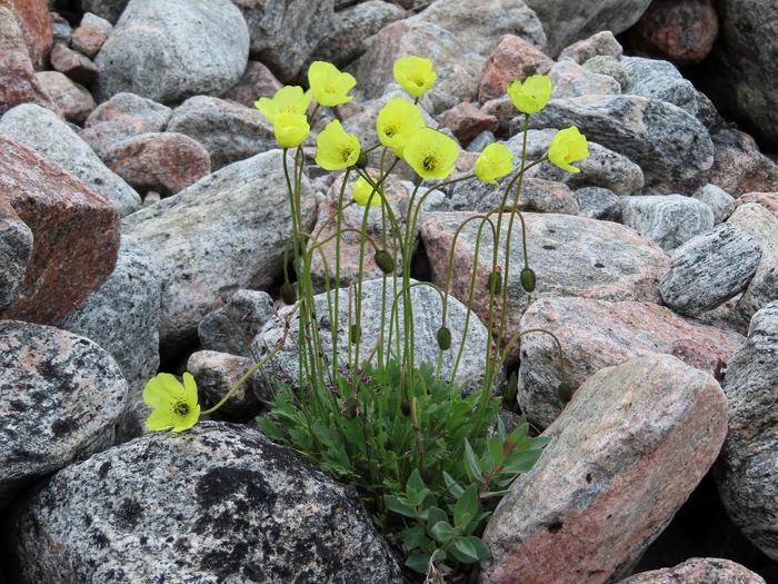 Arctic poppy [IMAGE] | EurekAlert! Science News Releases