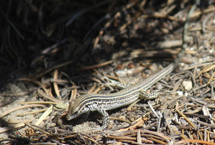 Colorado checkered whiptail [IMAGE] | EurekAlert! Science News Releases