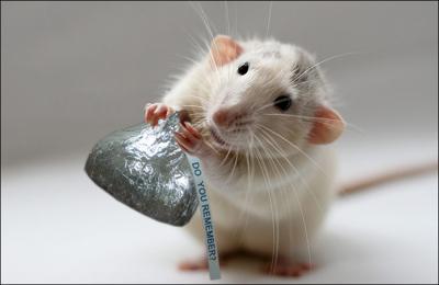 Rat Memory [IMAGE] | EurekAlert! Science News Releases