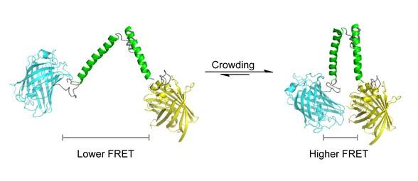 FRET Sensor to Measure Crowdin [IMAGE] | EurekAlert! Science News Releases