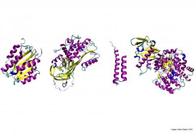 Protein Origami [IMAGE] | EurekAlert! Science News Releases