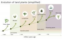 Evolution of Land Plants [IMAGE] | EurekAlert! Science News Releases
