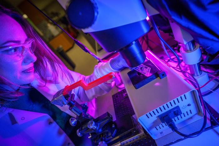 Corresponding author in the la [IMAGE] | EurekAlert! Science News Releases