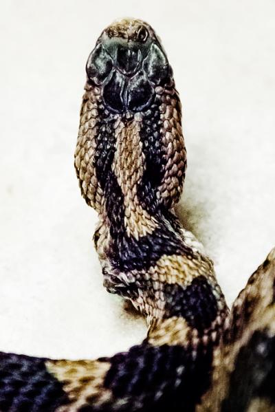Infected Snake [IMAGE] | EurekAlert! Science News Releases