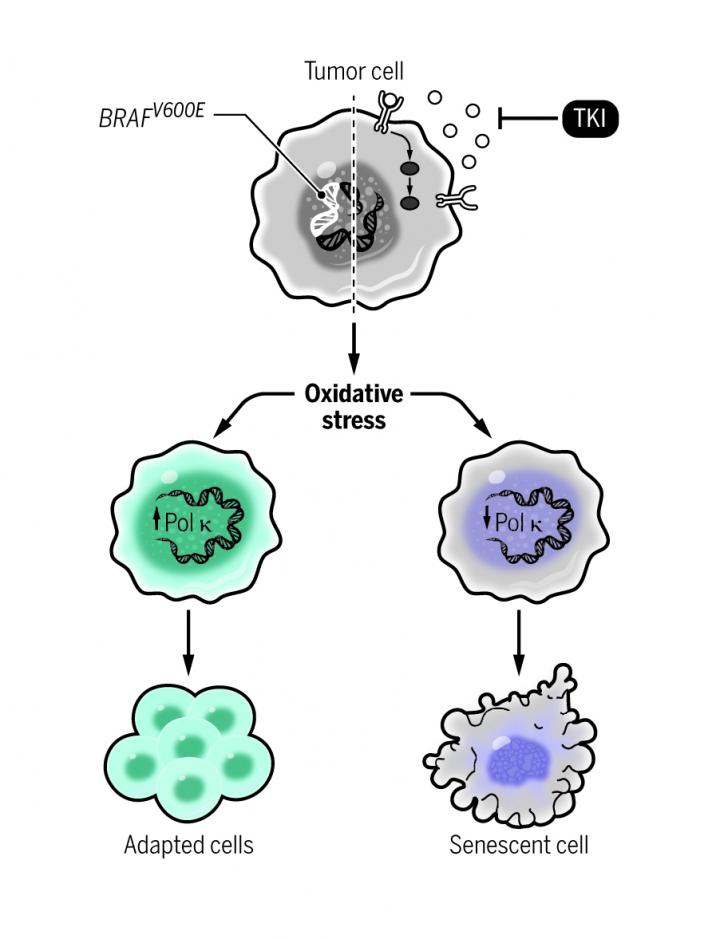A Neutralizer of Cell Stress S [IMAGE] | EurekAlert! Science News Releases