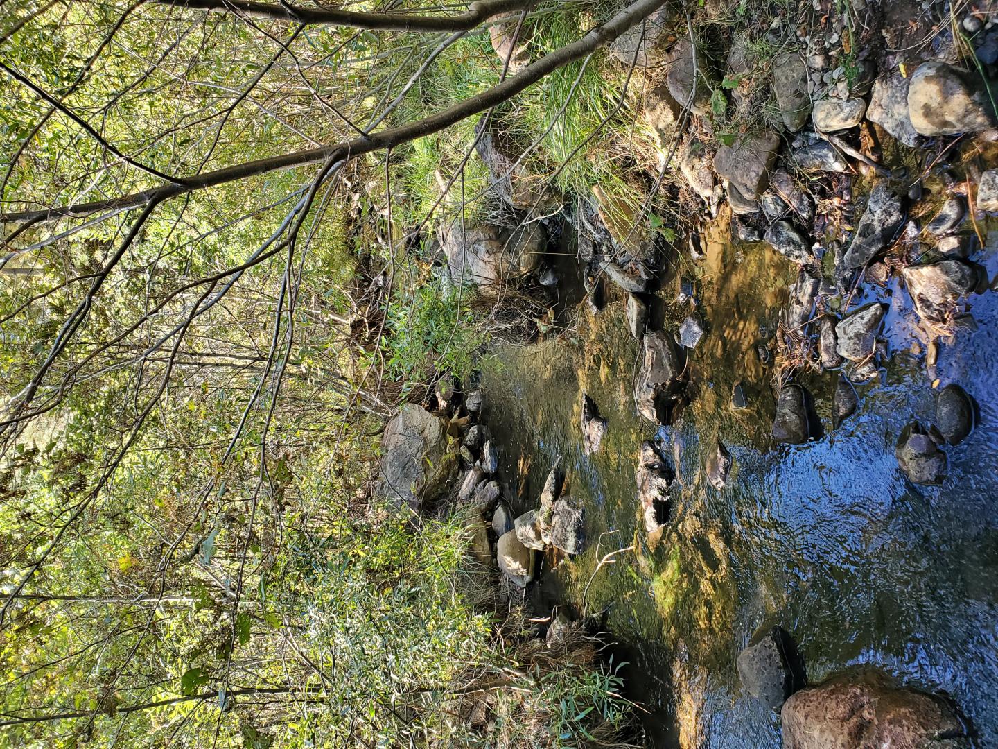 Healthy stream [IMAGE] | EurekAlert! Science News Releases