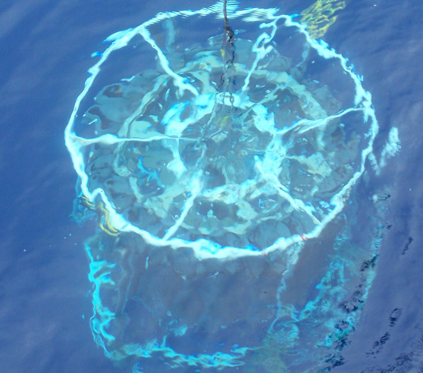 CDT IMAGE EurekAlert Science News Releases