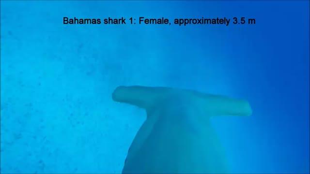 Great hammerhead sharks swim on their sides t | EurekAlert!