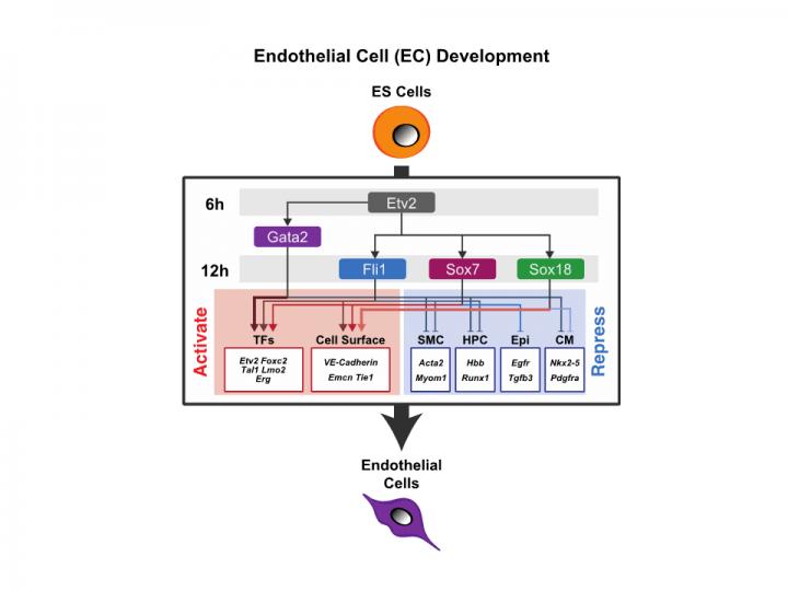 Regulatory Gene Circuit of the [IMAGE] | EurekAlert! Science News Releases
