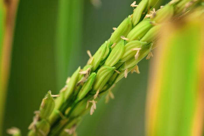 Rice up close [IMAGE] | EurekAlert! Science News Releases