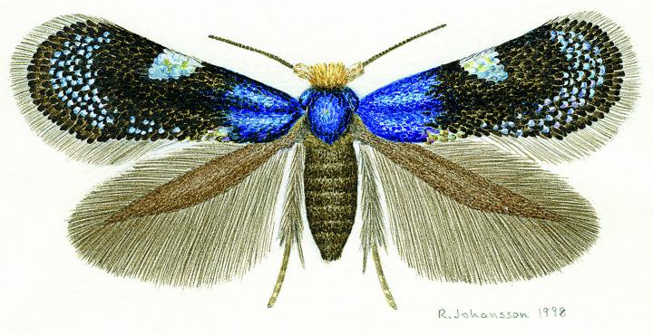 Watercolor [IMAGE] | EurekAlert! Science News Releases