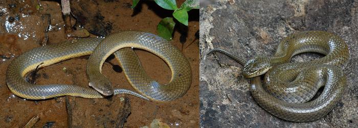 Rice paddy snake diversification was driven b | EurekAlert!