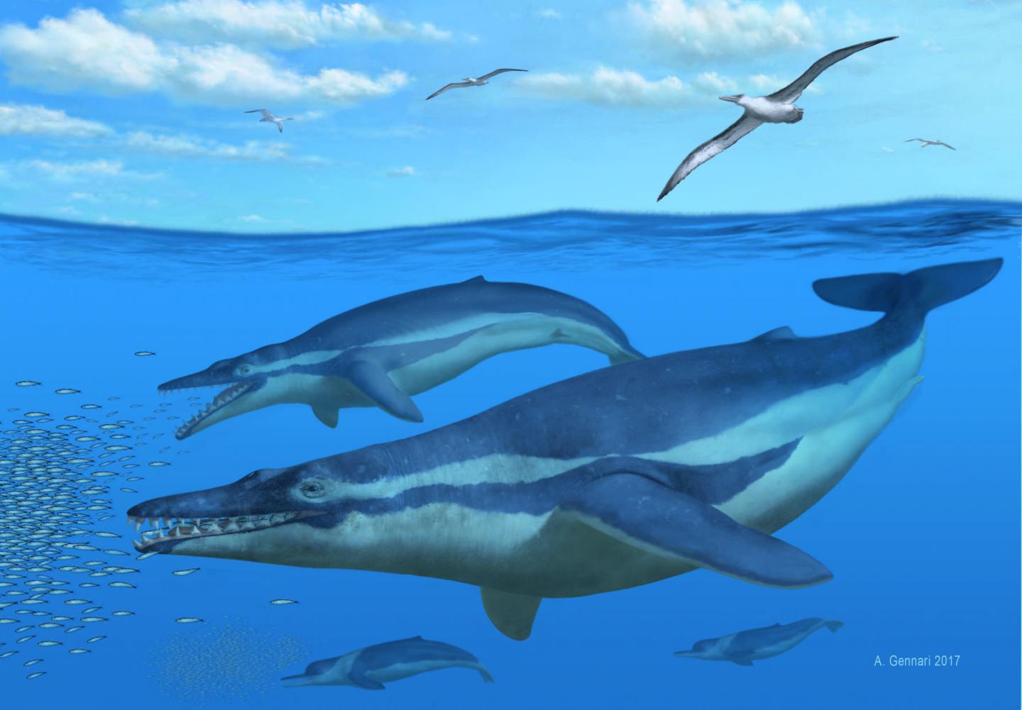 Coronodon havensteini R [IMAGE] | EurekAlert! Science News Releases