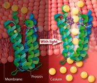 New bacterial pump could be used to remove ce | EurekAlert!