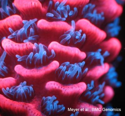 Coral [IMAGE] | EurekAlert! Science News Releases
