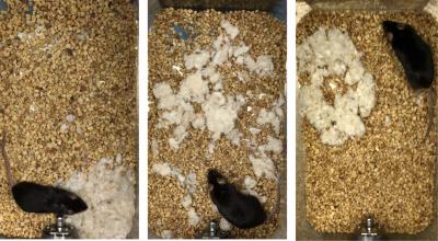 Mice [IMAGE] | EurekAlert! Science News Releases