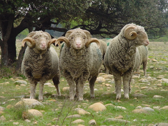 Sheep democracy 3 [IMAGE] | EurekAlert! Science News Releases