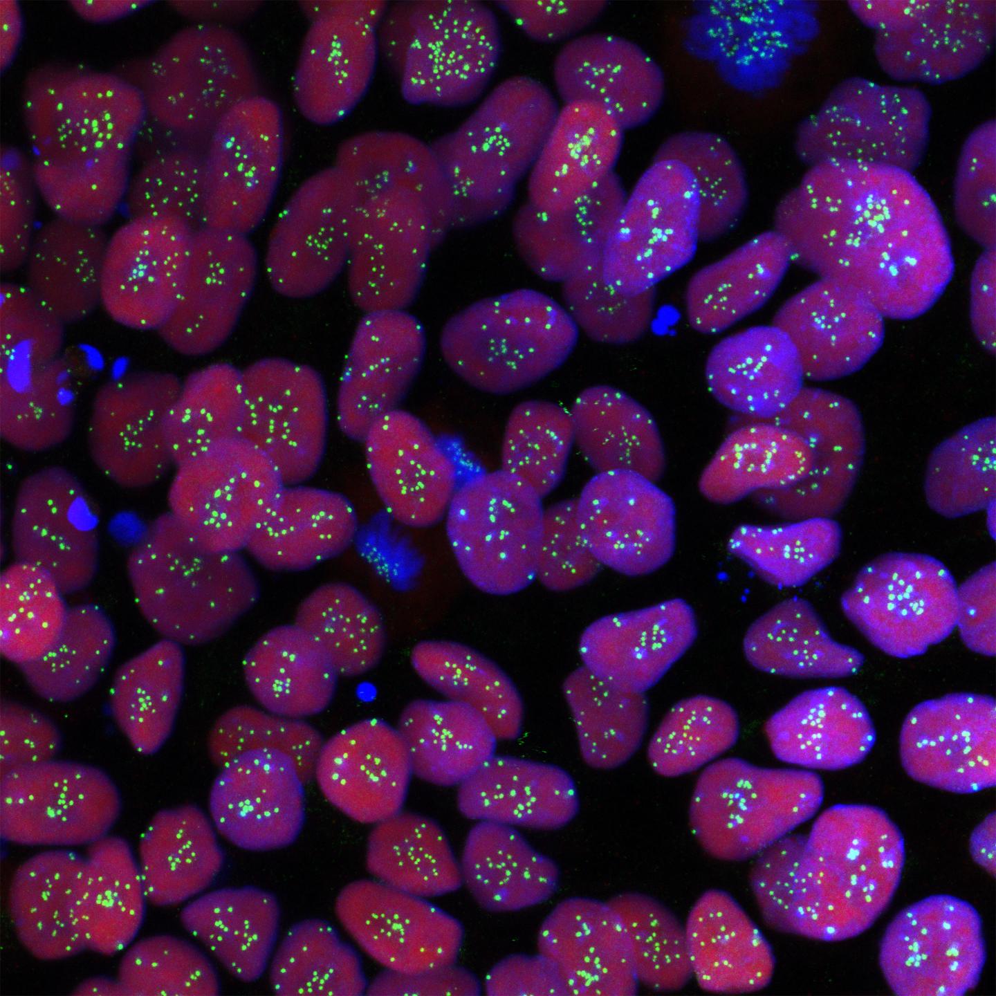First 'haploid' human stem cells could change | EurekAlert!