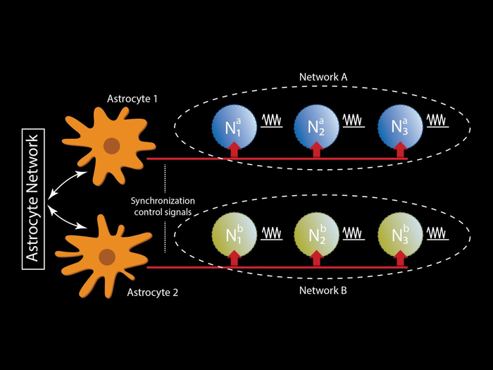 Astrocyte Network [IMAGE] | EurekAlert! Science News Releases