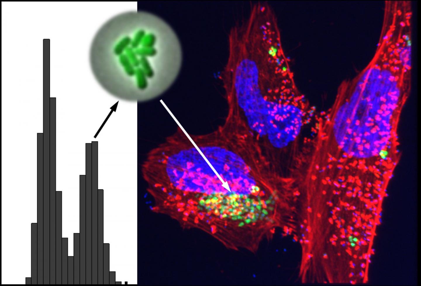 Bimodal Hypervirulent Bacteria [IMAGE] | EurekAlert! Science News Releases