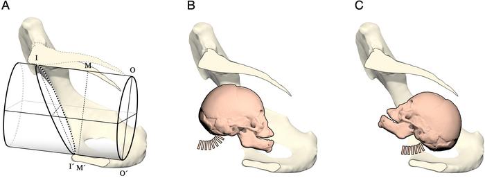 Birth canal [IMAGE] | EurekAlert! Science News Releases