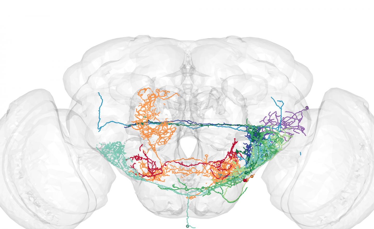 Fly Brain Diagram [IMAGE] | EurekAlert! Science News Releases