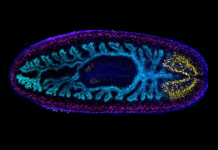Planaria [IMAGE] | EurekAlert! Science News Releases