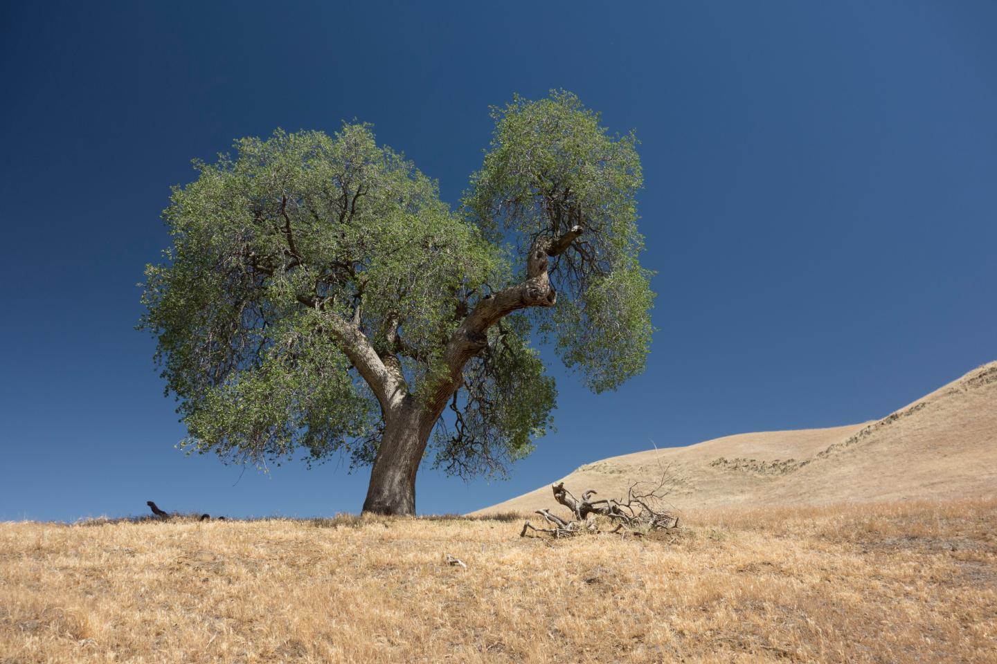 Thanks to the Trees: A 6-Century Record of Ca | EurekAlert!